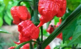 Перец Каролина Рипер: описание с фото, посадка и агротехника