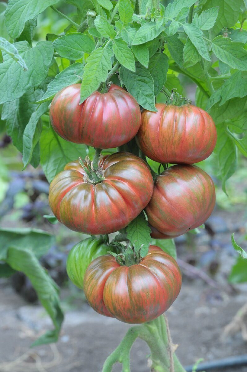 Томат Амурский тигр розовый: описание, плюсы и минусы, выращивание